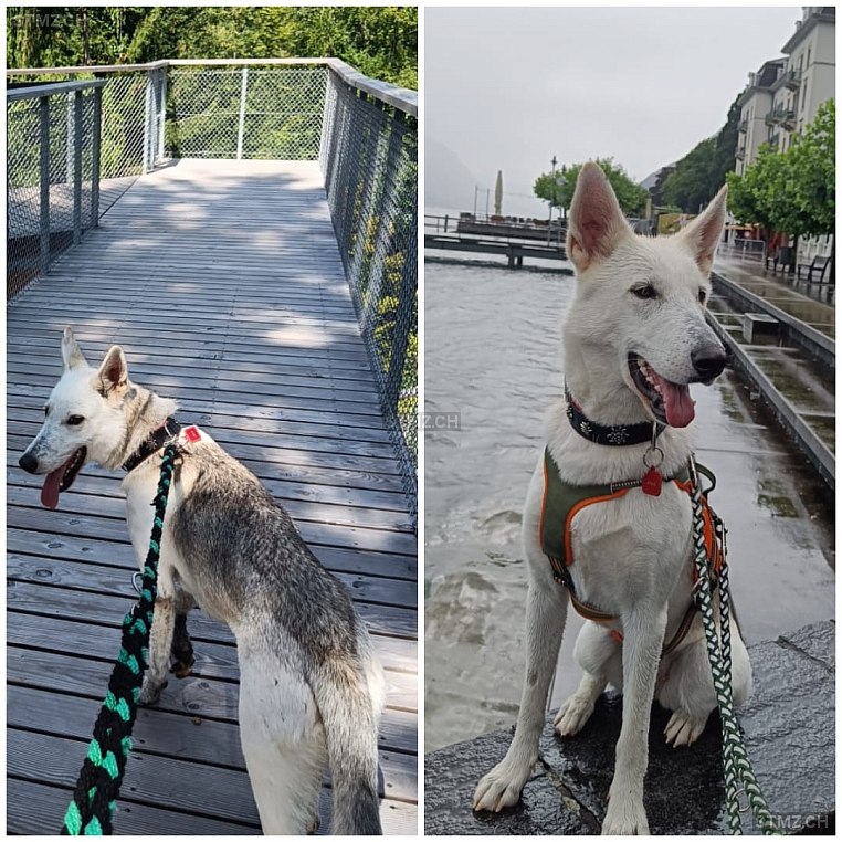 Avis n° 387'734: Perdu Chien à 6319 Allenwinden