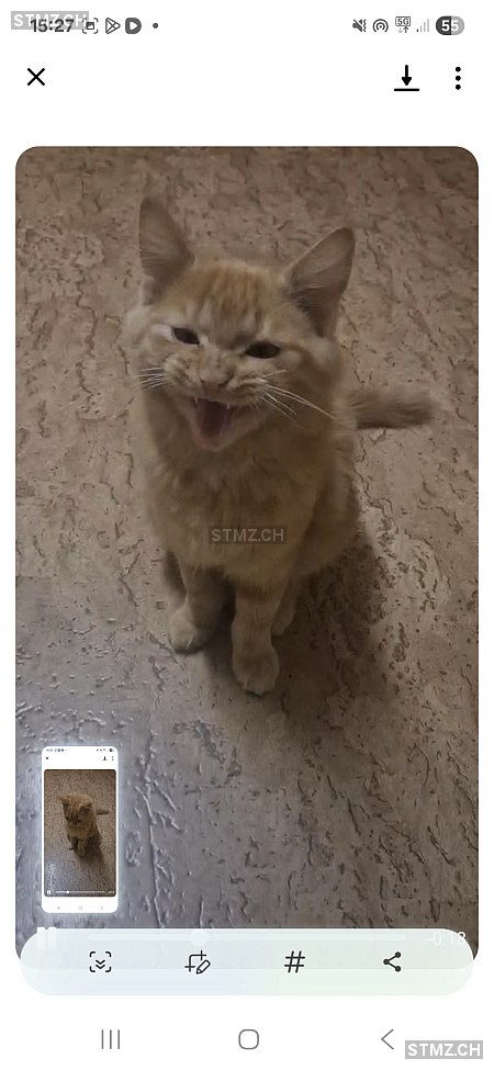 Meldung-Nr. 387'910: Vermisst Katze in 3860 Meiringen