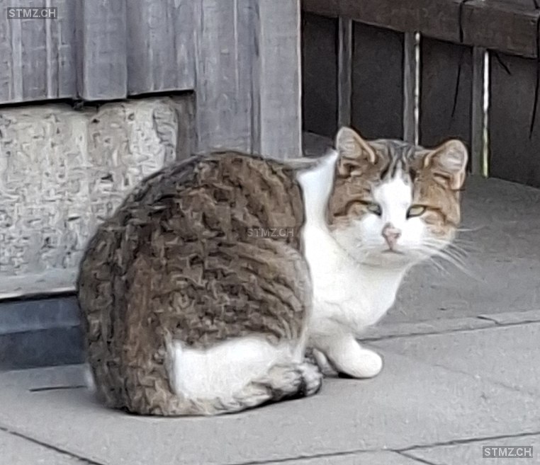 Meldung-Nr. 387'979: Gefunden Katze in 8758 Obstalden