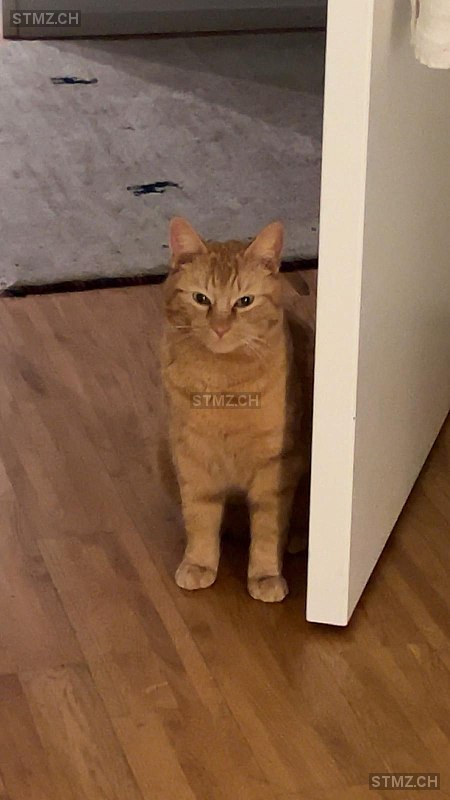 Meldung-Nr. 388'005: Vermisst Katze in 8914 Aeugstertal