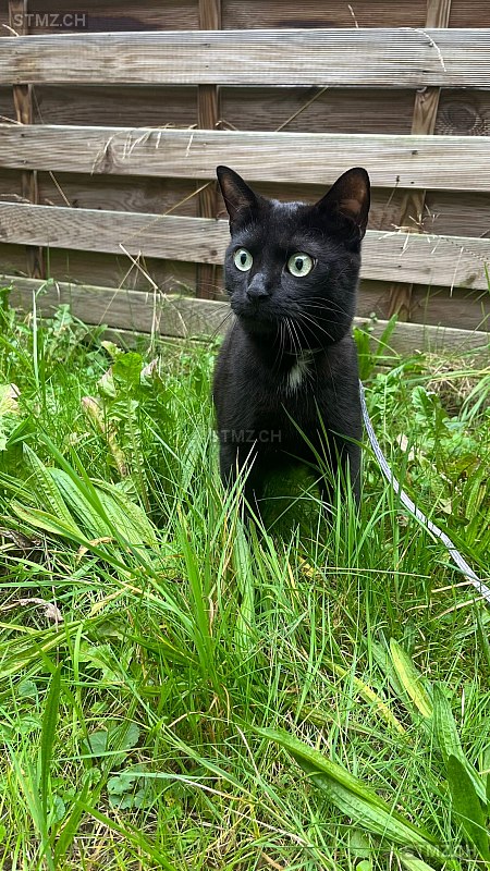 Meldung-Nr. 388'066: Vermisst Katze in 2543 Lengnau BE