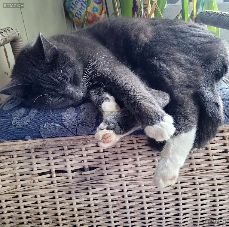 Meldung-Nr. 388'183: Vermisst Katze in 3534 Signau