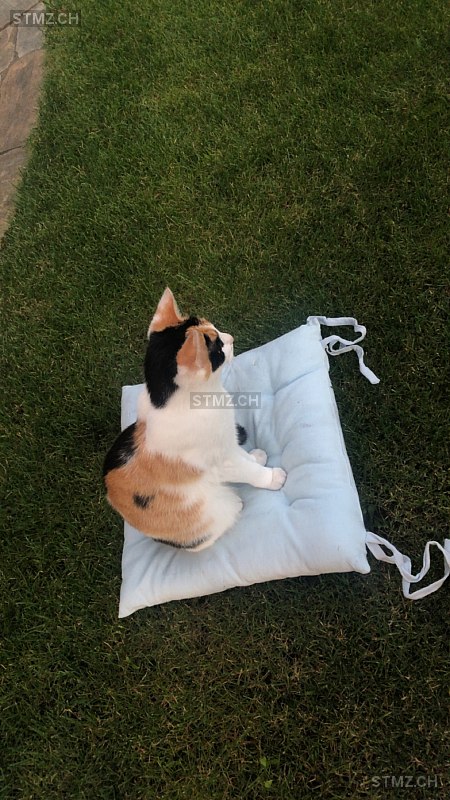 Meldung-Nr. 388'609: Vermisst Katze in 6156 Luthern