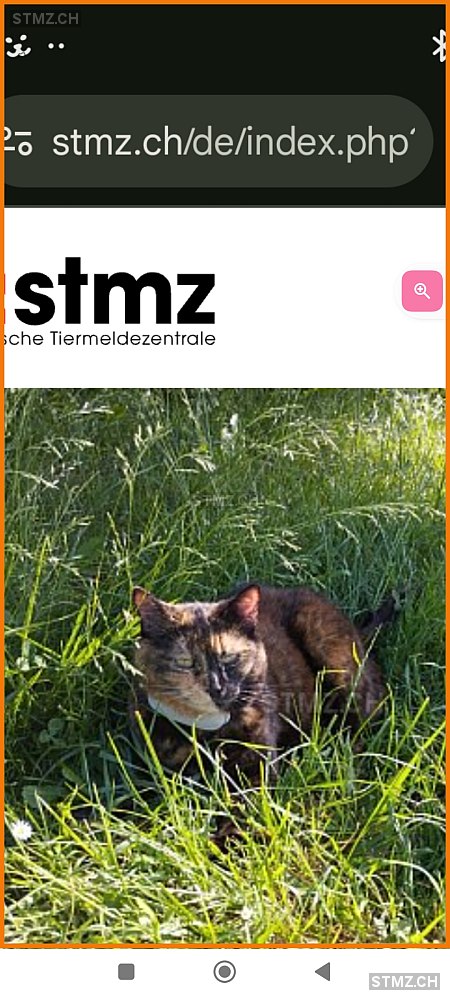 Meldung-Nr. 388'611: Vermisst Katze in 2882 St-Ursanne