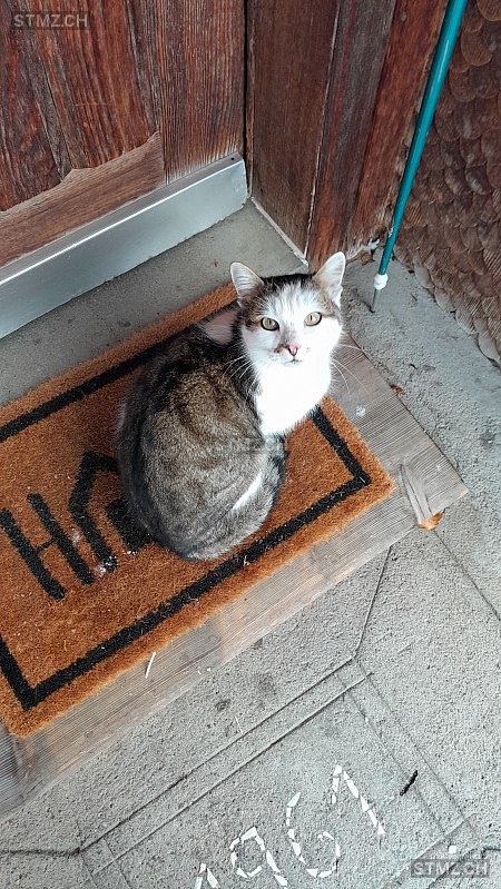 Meldung-Nr. 388'702: Gefunden Katze in 3159 Riedstätt