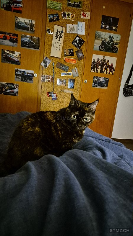 Meldung-Nr. 364'615: Vermisst Katze in 3293 Dotzigen