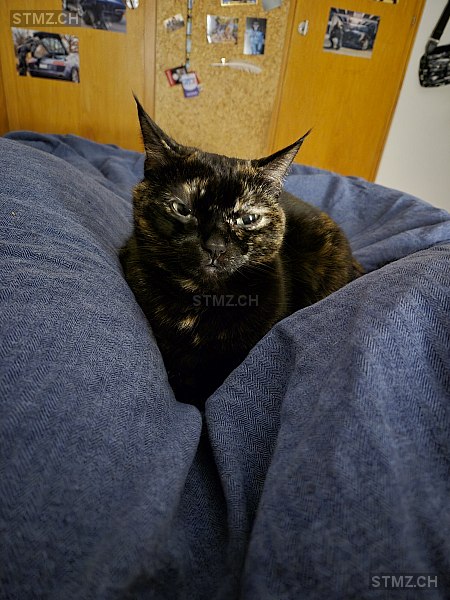 Meldung-Nr. 364'615: Vermisst Katze in 3293 Dotzigen