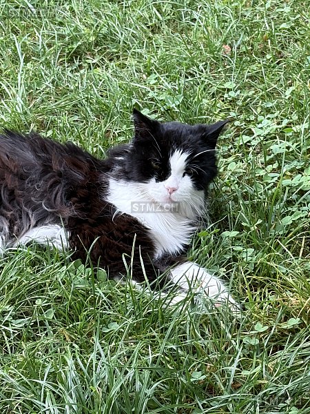 Avis n° 385'230: Perdu Chat à 3274 Bühl bei Aarberg