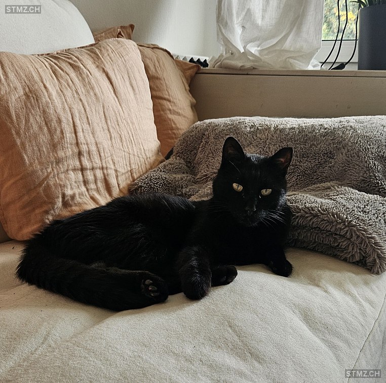 Meldung-Nr. 388'051: Vermisst Katze in 8704 Herrliberg