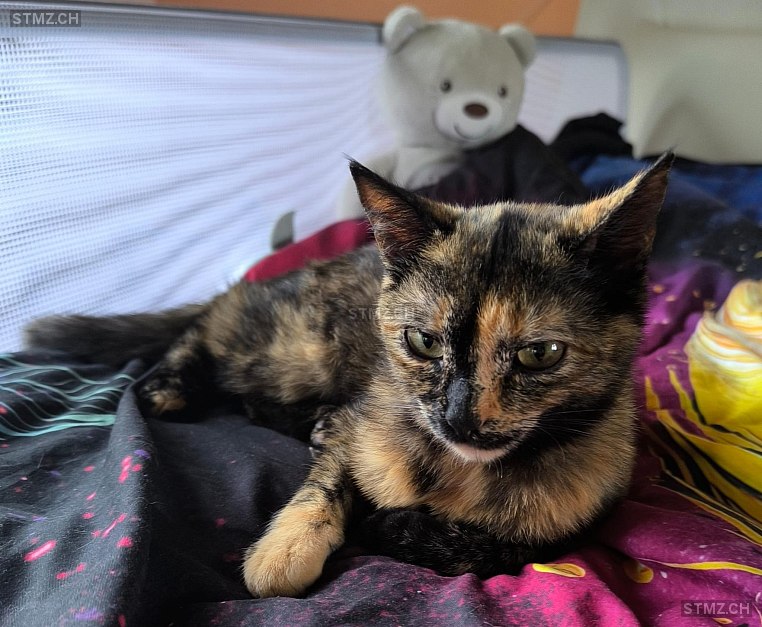 Avis n° 390'014: Perdu Chat à 8604 Volketswil