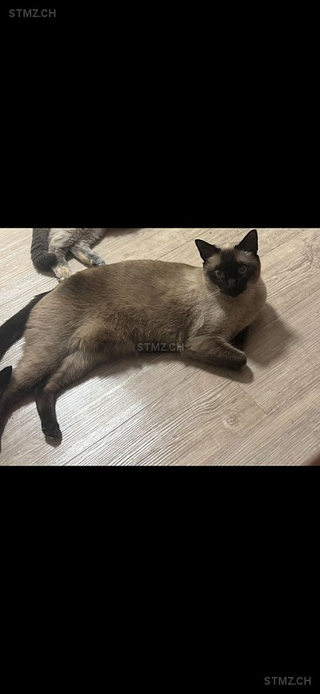 Meldung-Nr. 403'414: Vermisst Katze in 2504 Biel/Bienne